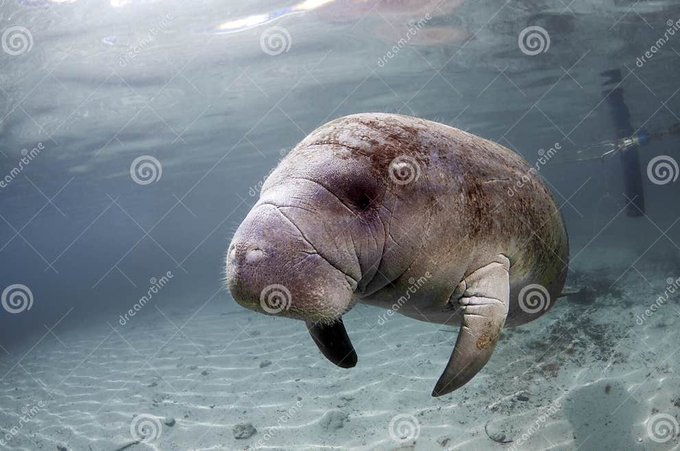Manatee stock photo. Image of crystal, fauna, animal - 30107420