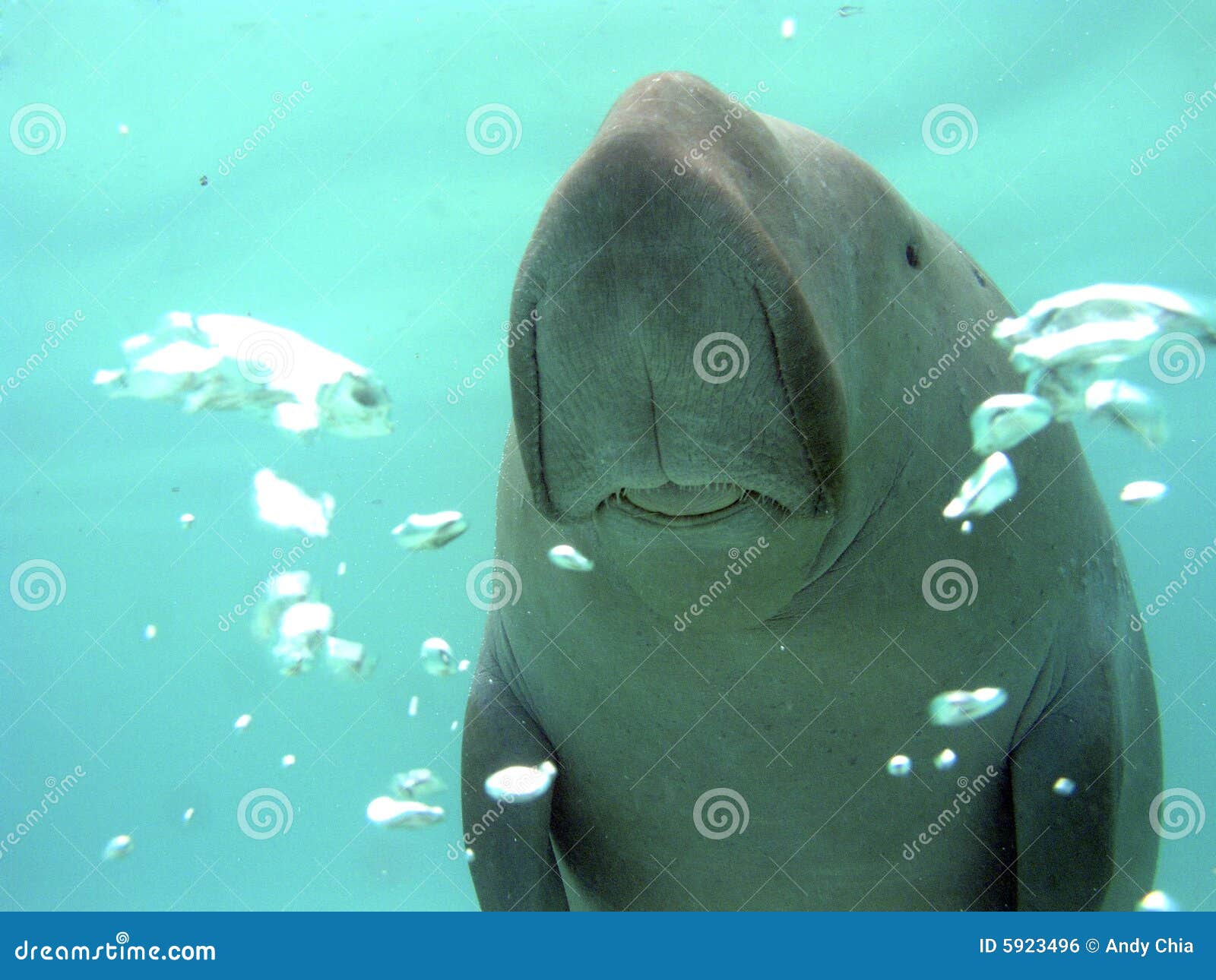 Manatee Curious with the Diver Stock Photo - Image of grey, marine: 5923496