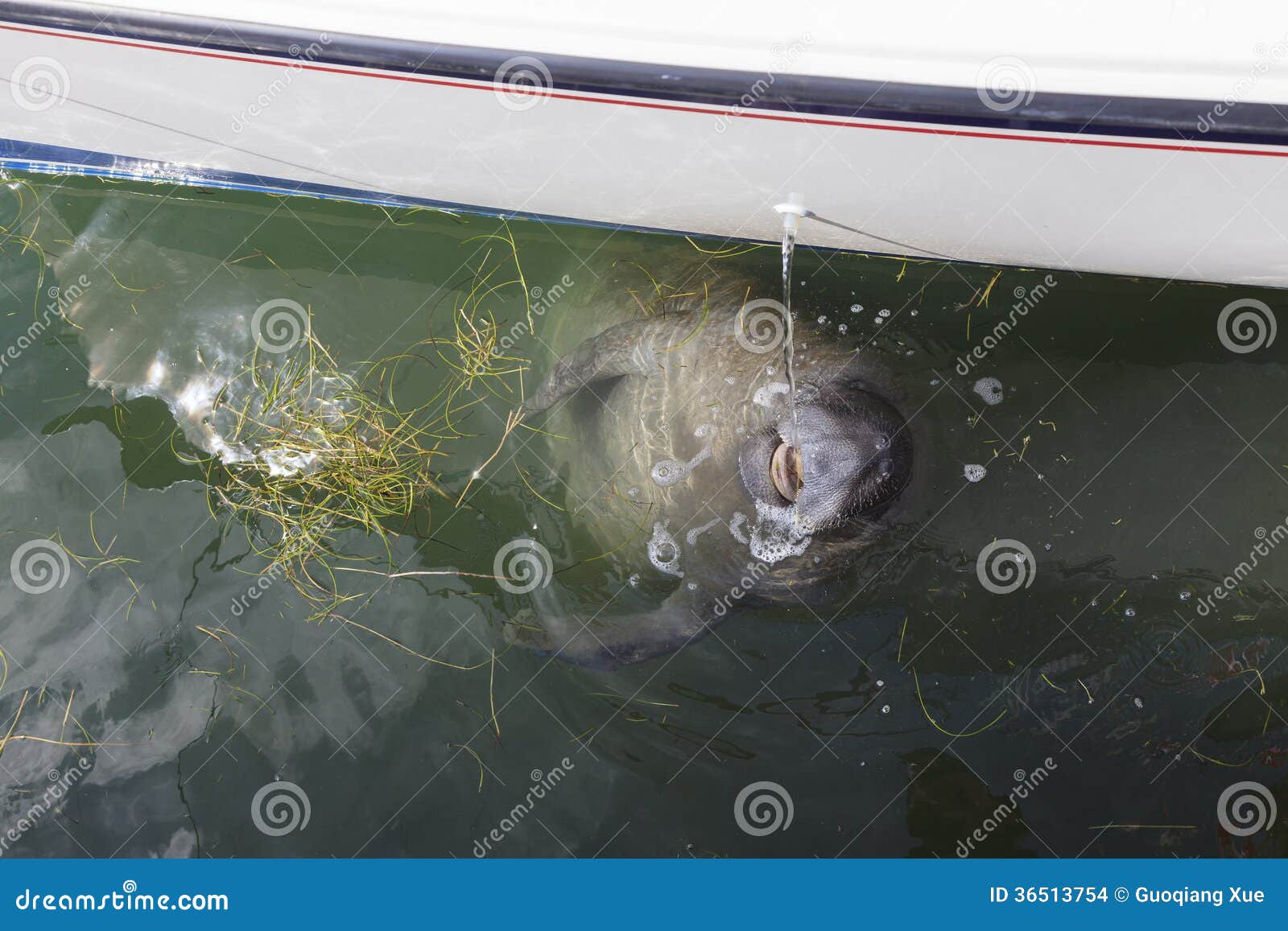 Manatee Drinking Fresh Water Stock Photo - Image of mammal, boat: 36513754