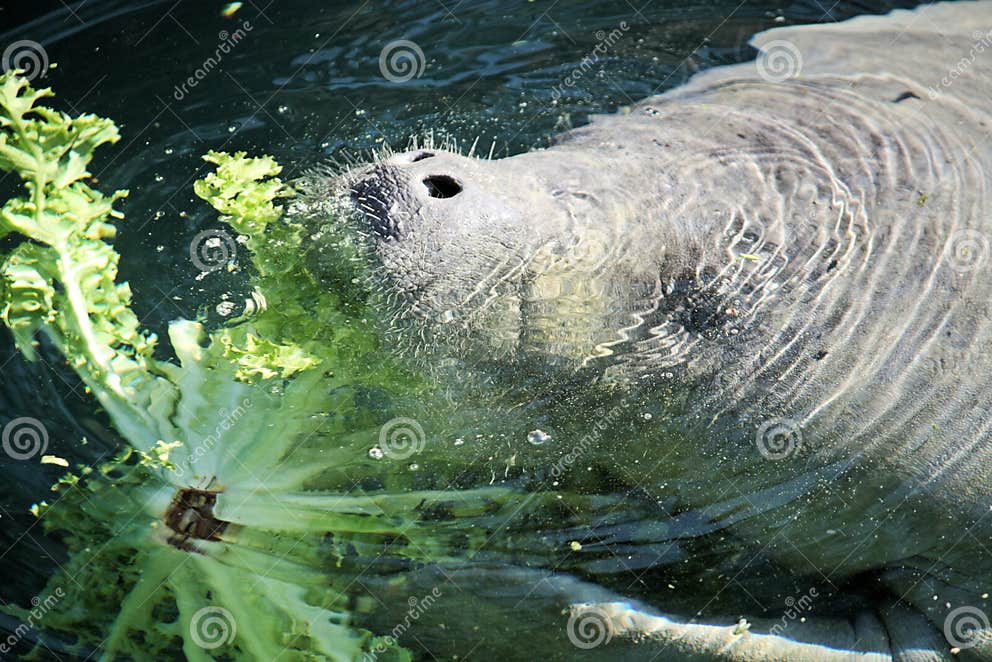 Manatee eating stock photo. Image of lettuce, wildlife - 7194936