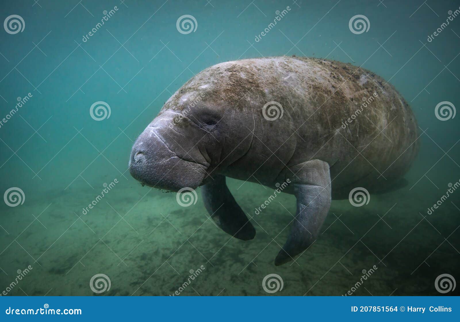 A Manatee in Florida stock photo. Image of river, everglades - 207851564
