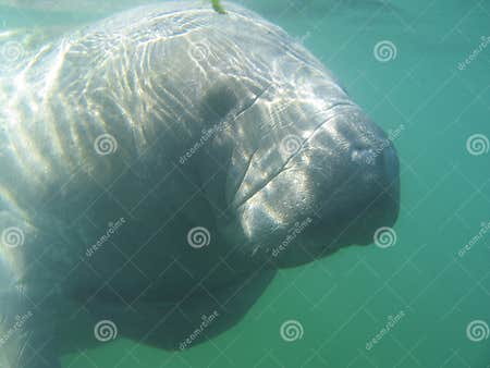 Manatee stock image. Image of together, quietly, florida - 31119321
