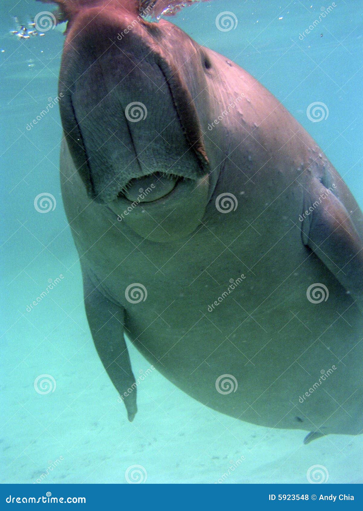 Manatee full face stock photo. Image of mammals, diving - 5923548