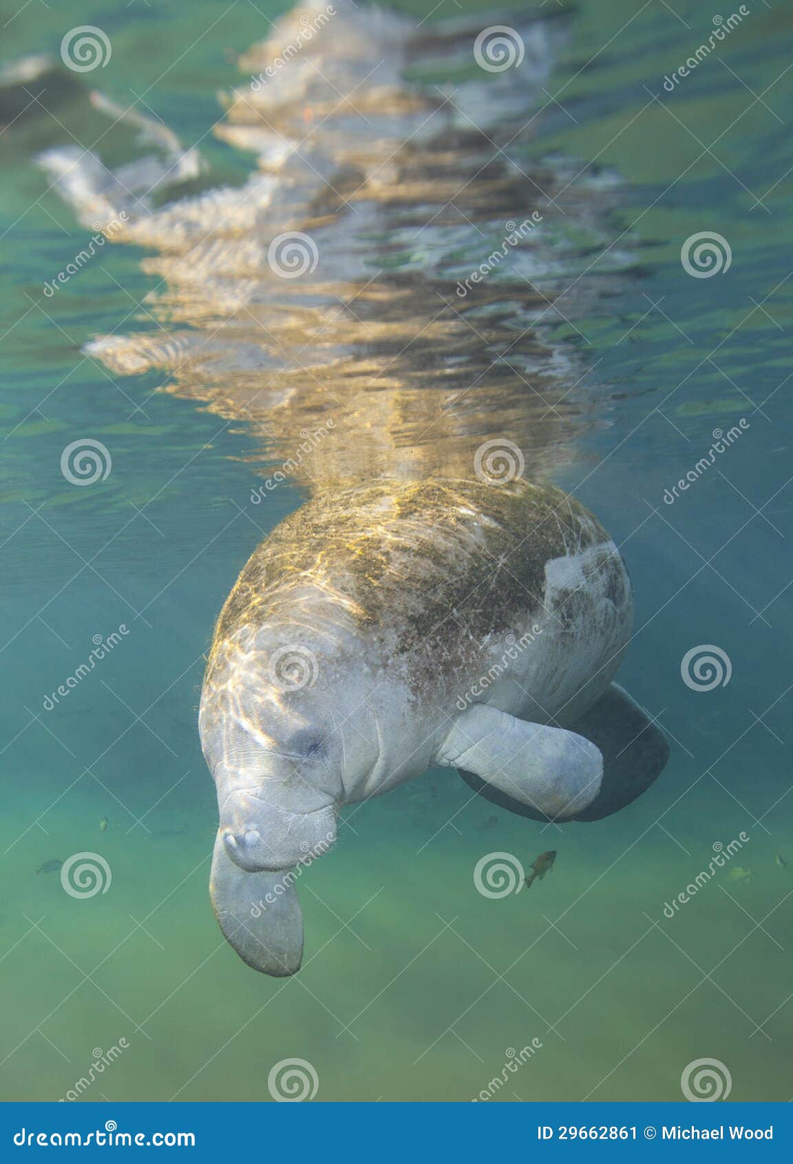 Manatee Greeting - Fanning Springs Stock Image - Image of vertical ...