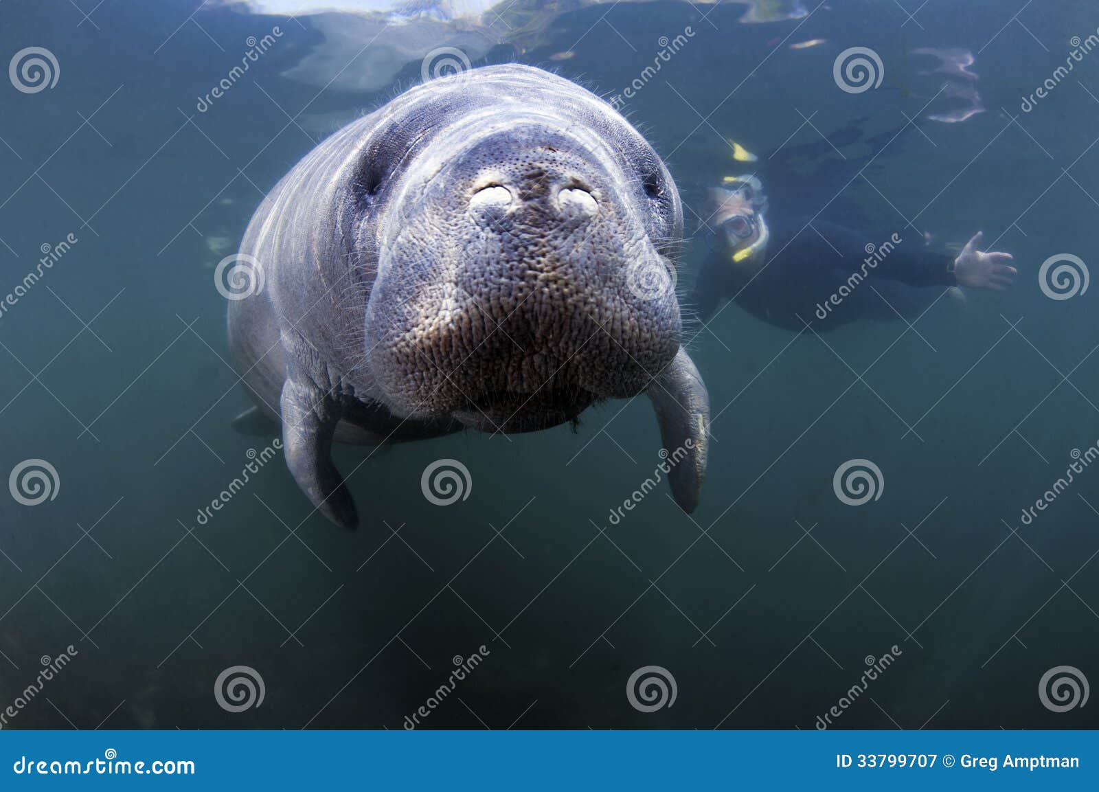 Manatee stock image. Image of undersea, wildlife, tropical - 33799707