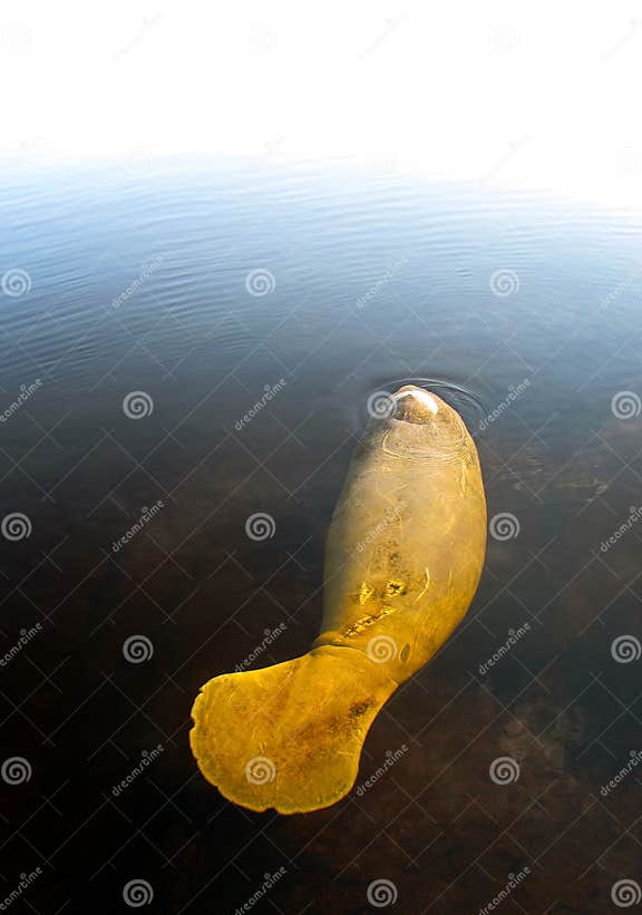 Manatee and Morning Mist stock image. Image of wakulla - 13152205