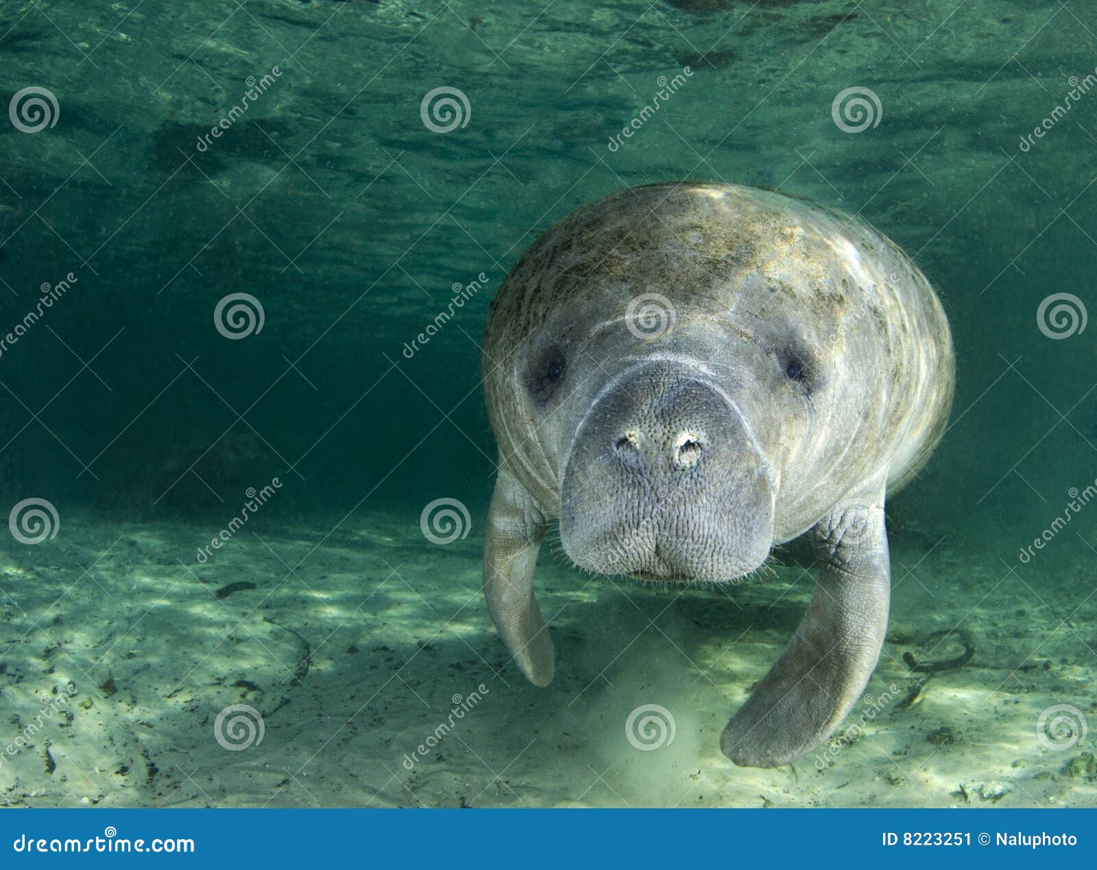 Florida Manatee Damaged By Propeller Portrait In Crystal River Stock ...