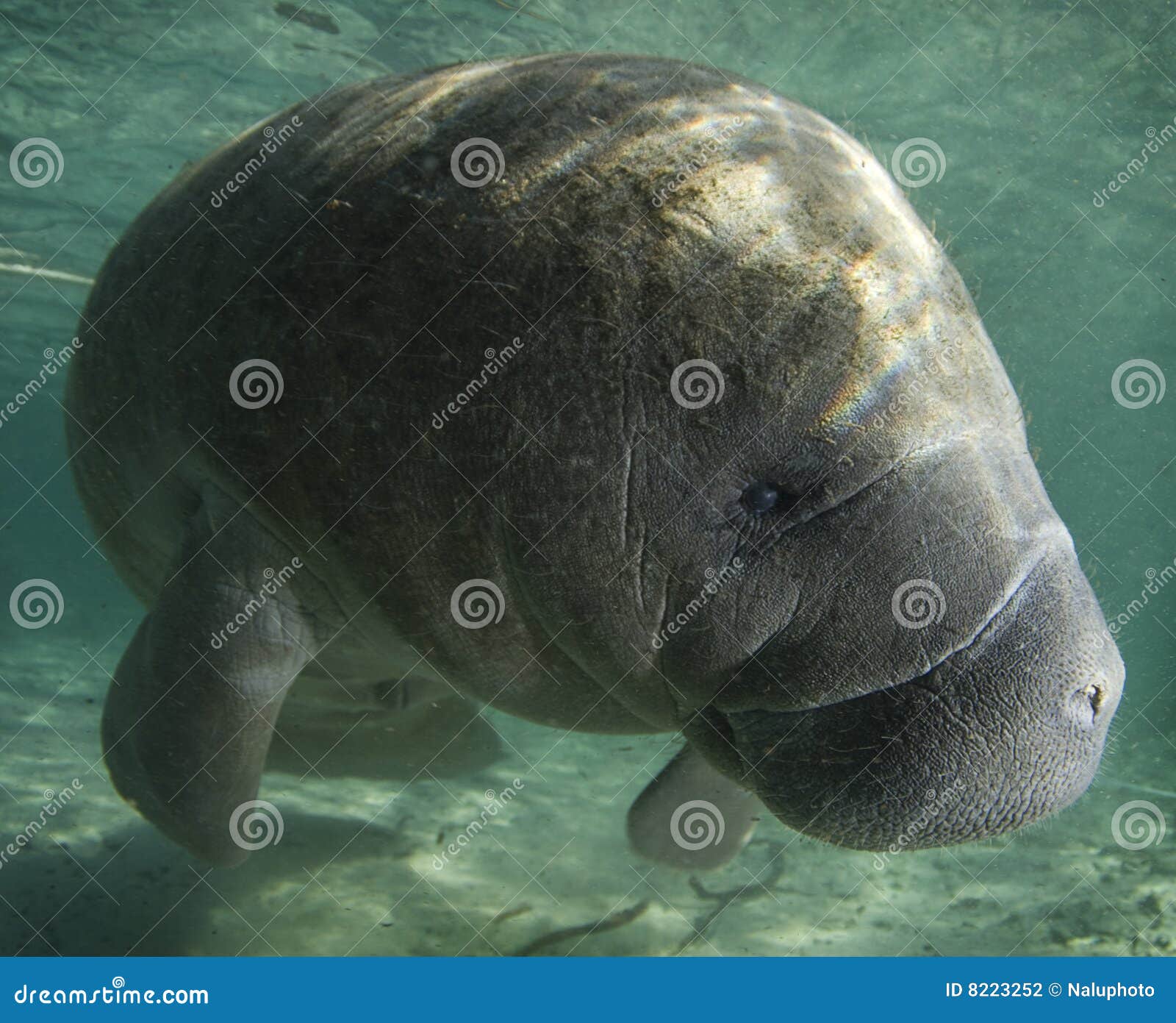 Manatee Profile stock photo. Image of manatee, florida - 8223252
