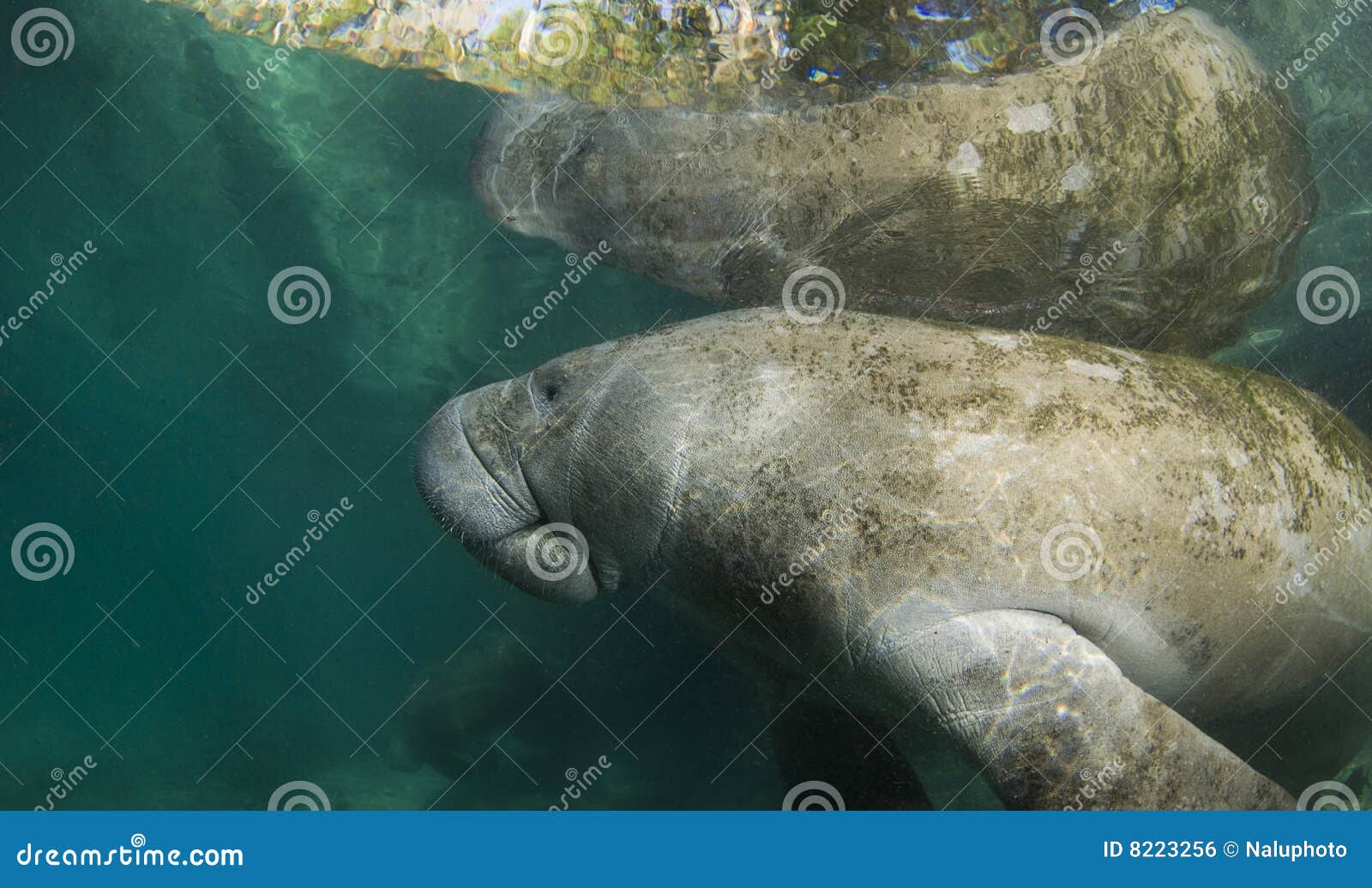 Manatee Reflection Left Side Stock Photo - Image of manatee, wild: 8223256
