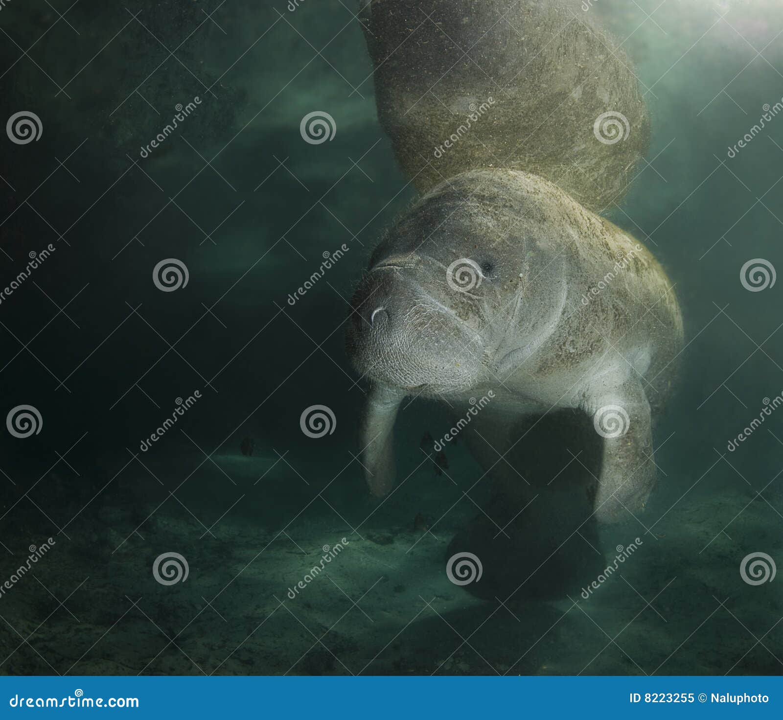 Manatee Reflection Portrait Stock Image - Image of aquatic, fresh: 8223255
