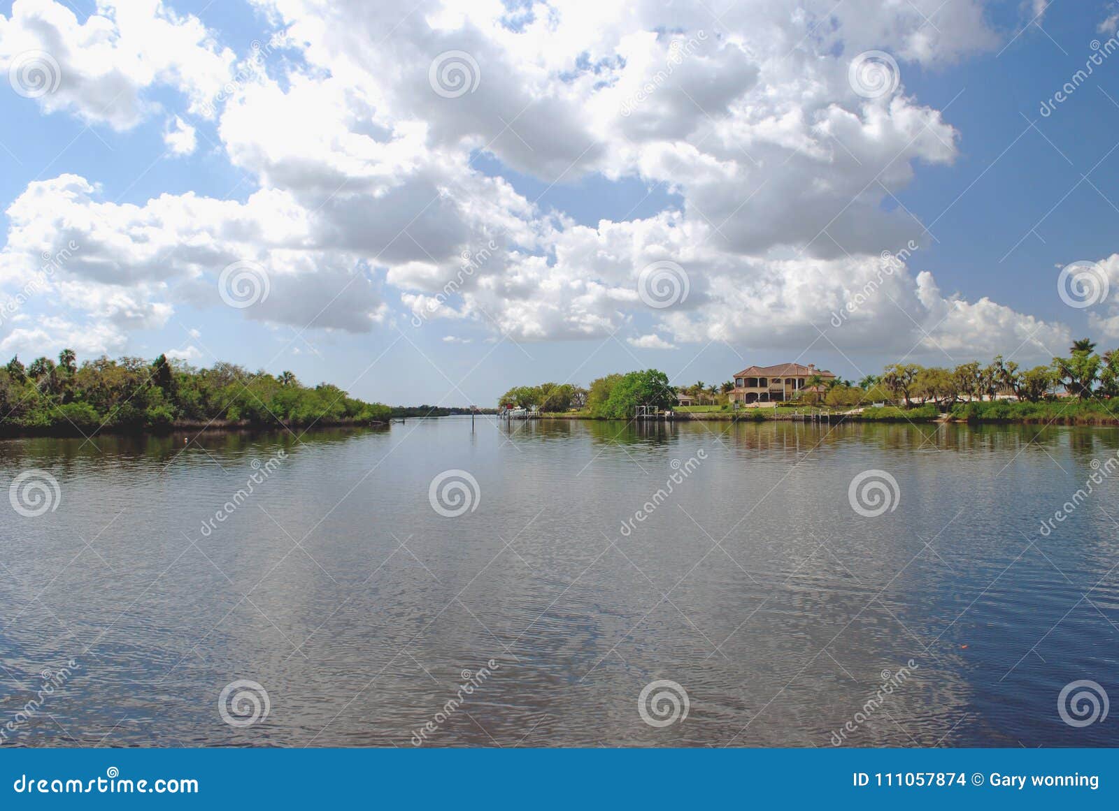 Manatee river in Florida stock photo. Image of manatee - 111057874