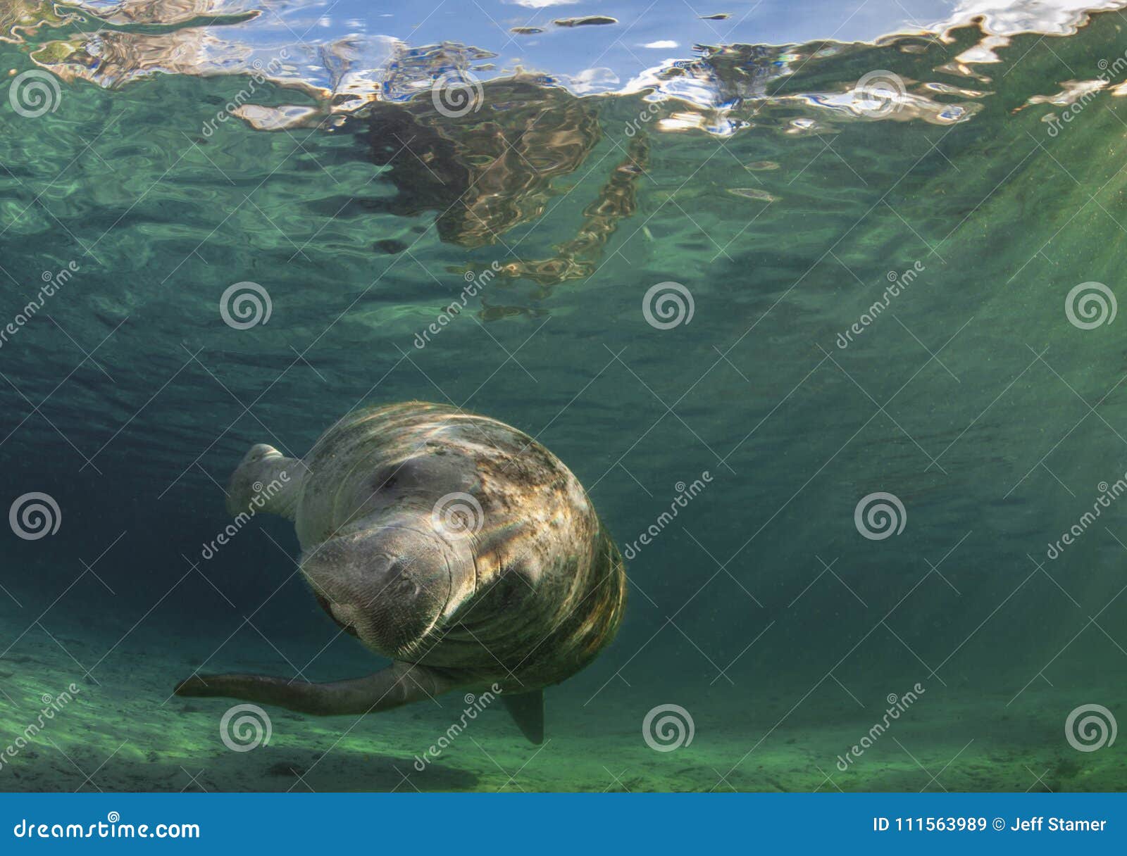 Rolling Manatee stock image. Image of underwater, seacow - 111563989