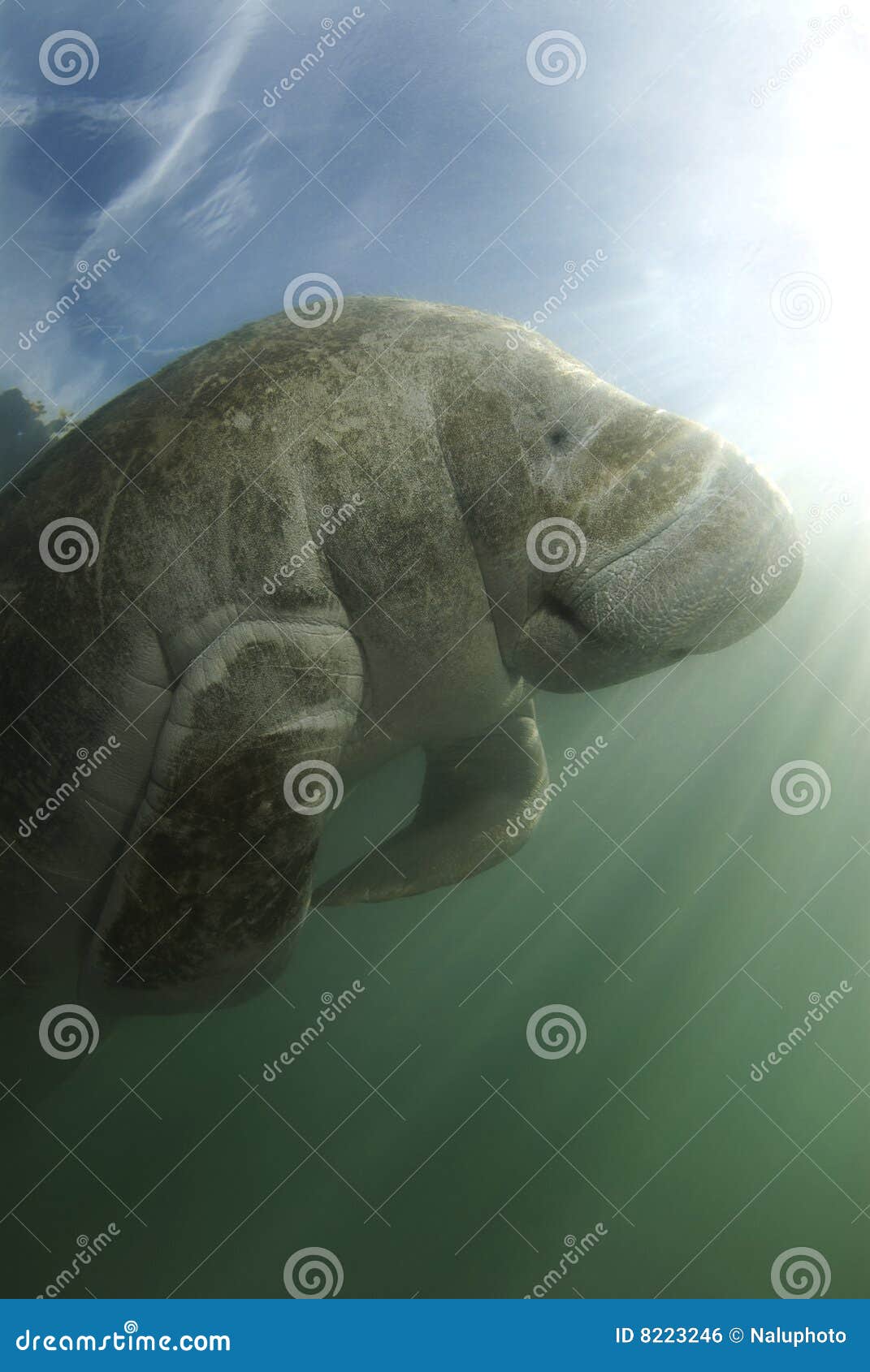 Manatee and Sky stock photo. Image of seacow, mammal, submerged - 8223246