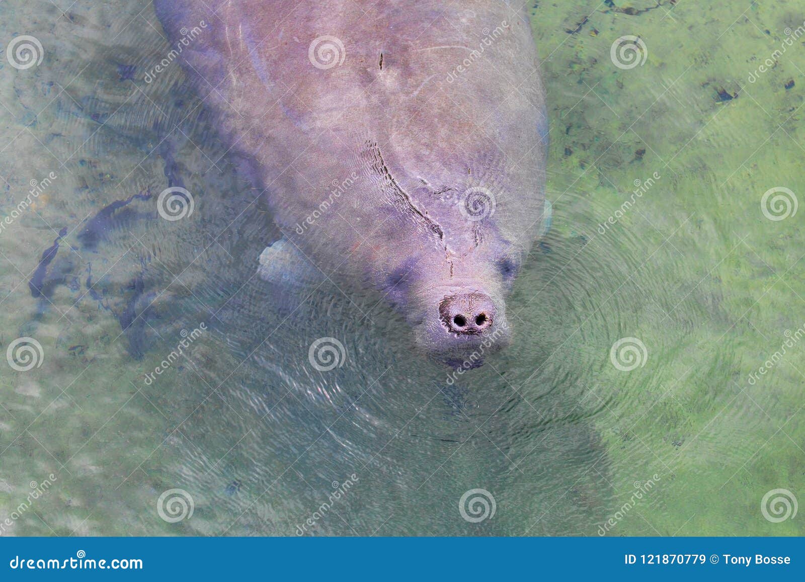 Manatee Surfacing the Water Stock Image - Image of manate, endangered ...