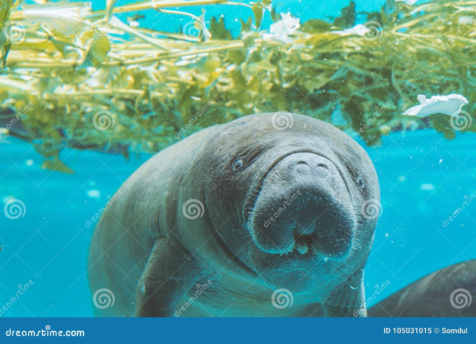 Manatee under water stock image. Image of species, endangered - 105031015