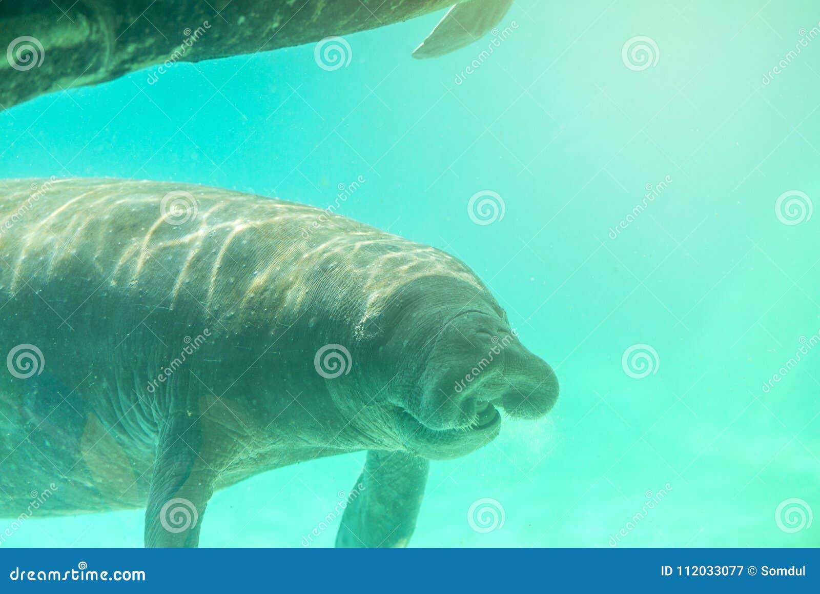 Manatee Underwater with Smiling Face. Stock Image - Image of florida ...