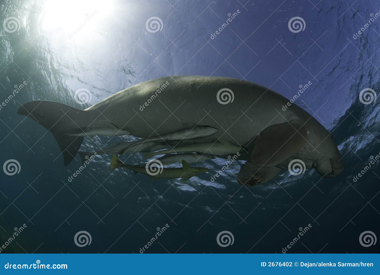 Manatee viewed from below stock photo. Image of water - 2676402