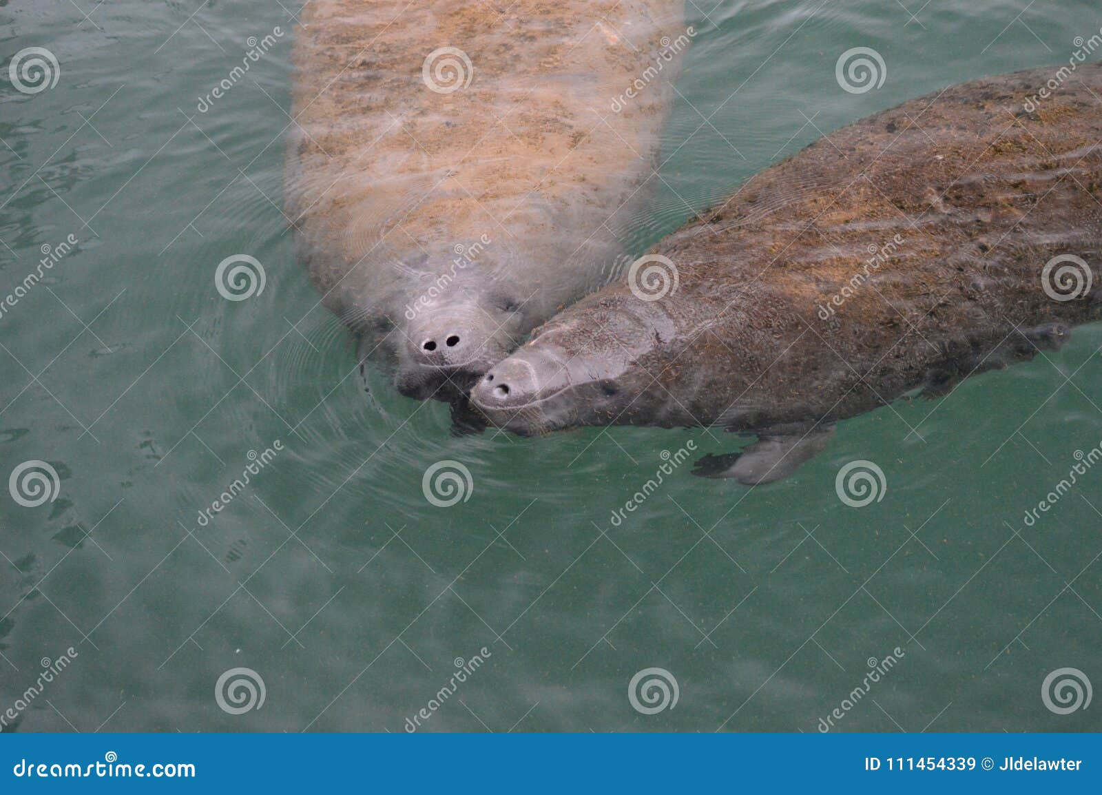 Manatee stock image. Image of rocky, life, marine, elephant - 111454339