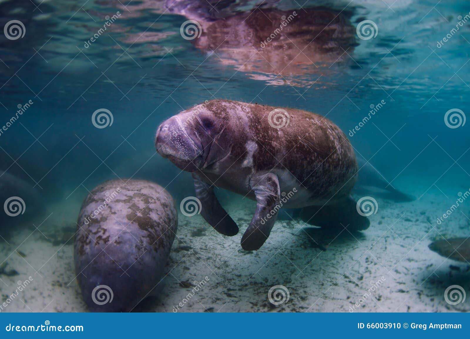 Manatees stock photo. Image of diving, travel, crystal - 66003910
