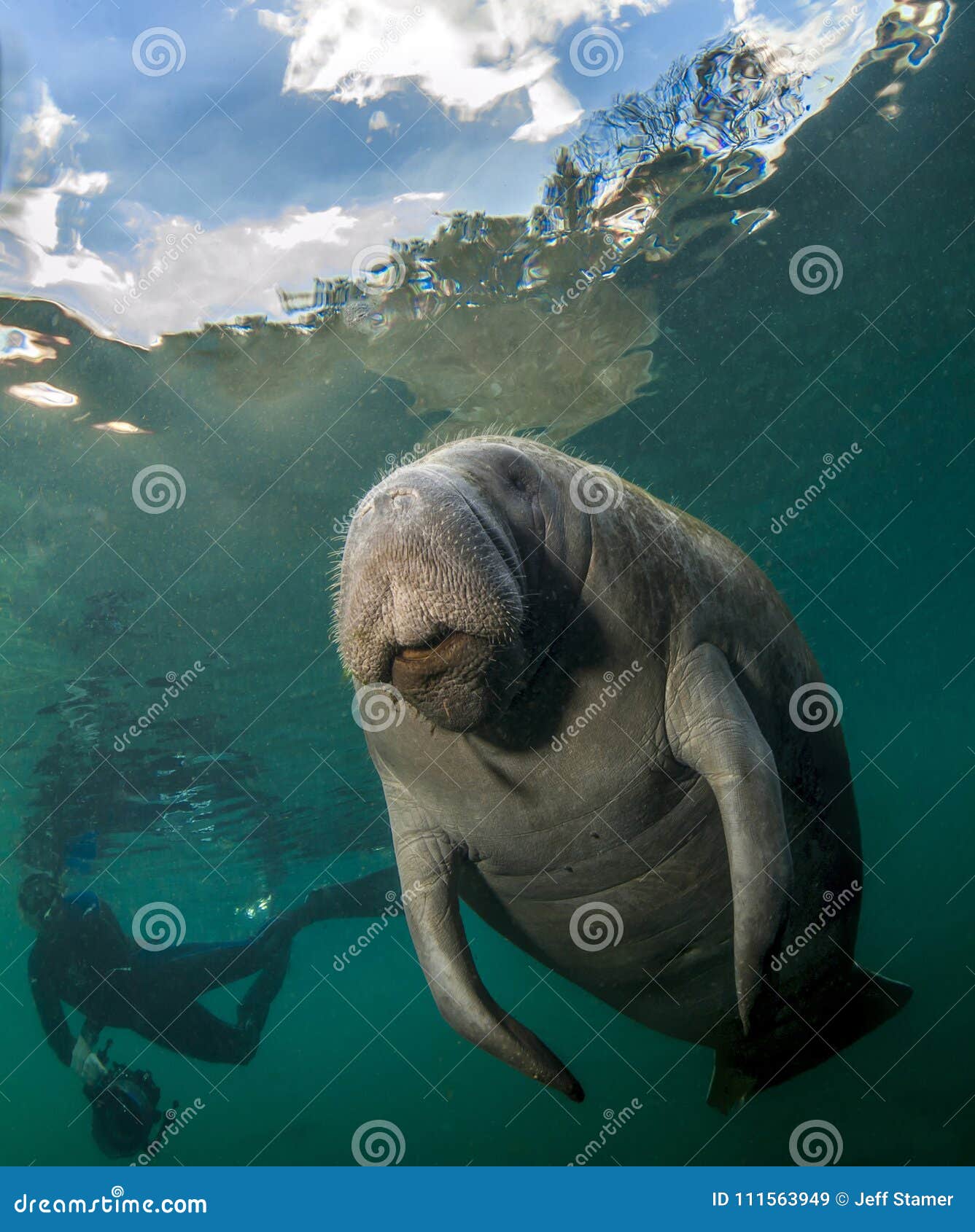 Manatis Und Unterwasserphotograph Stockbild - Bild von kristall ...