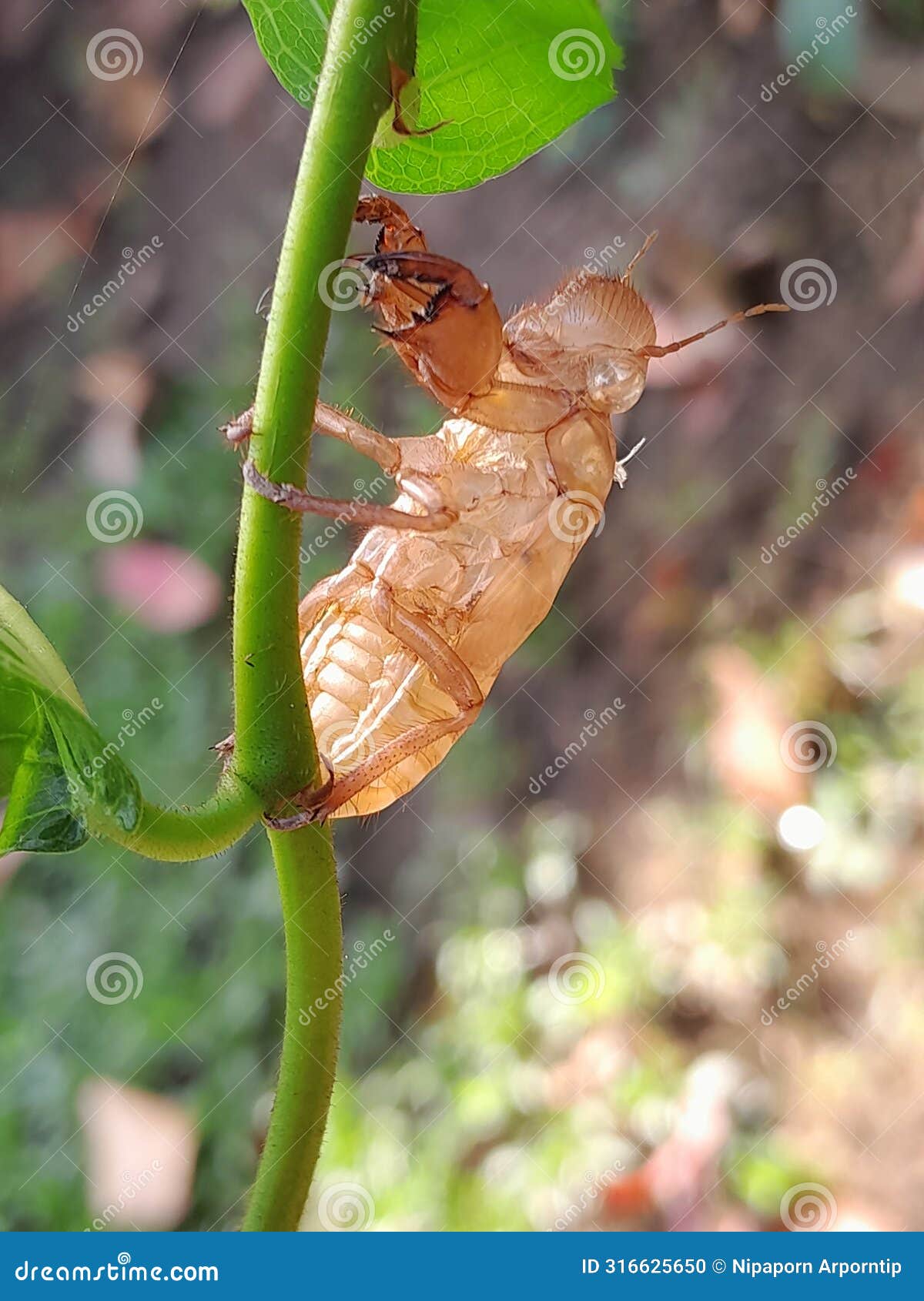Manchas de cicada foto de stock. Imagem de tronco, wildlife - 316625650
