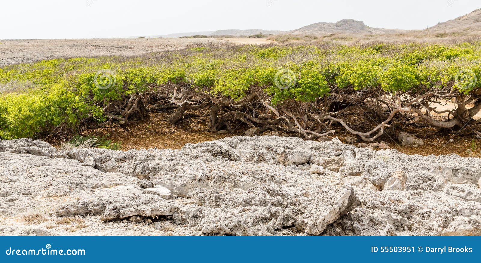 Manchineel Trees Beyond Coral Stock Image - Image of botany, deadly ...