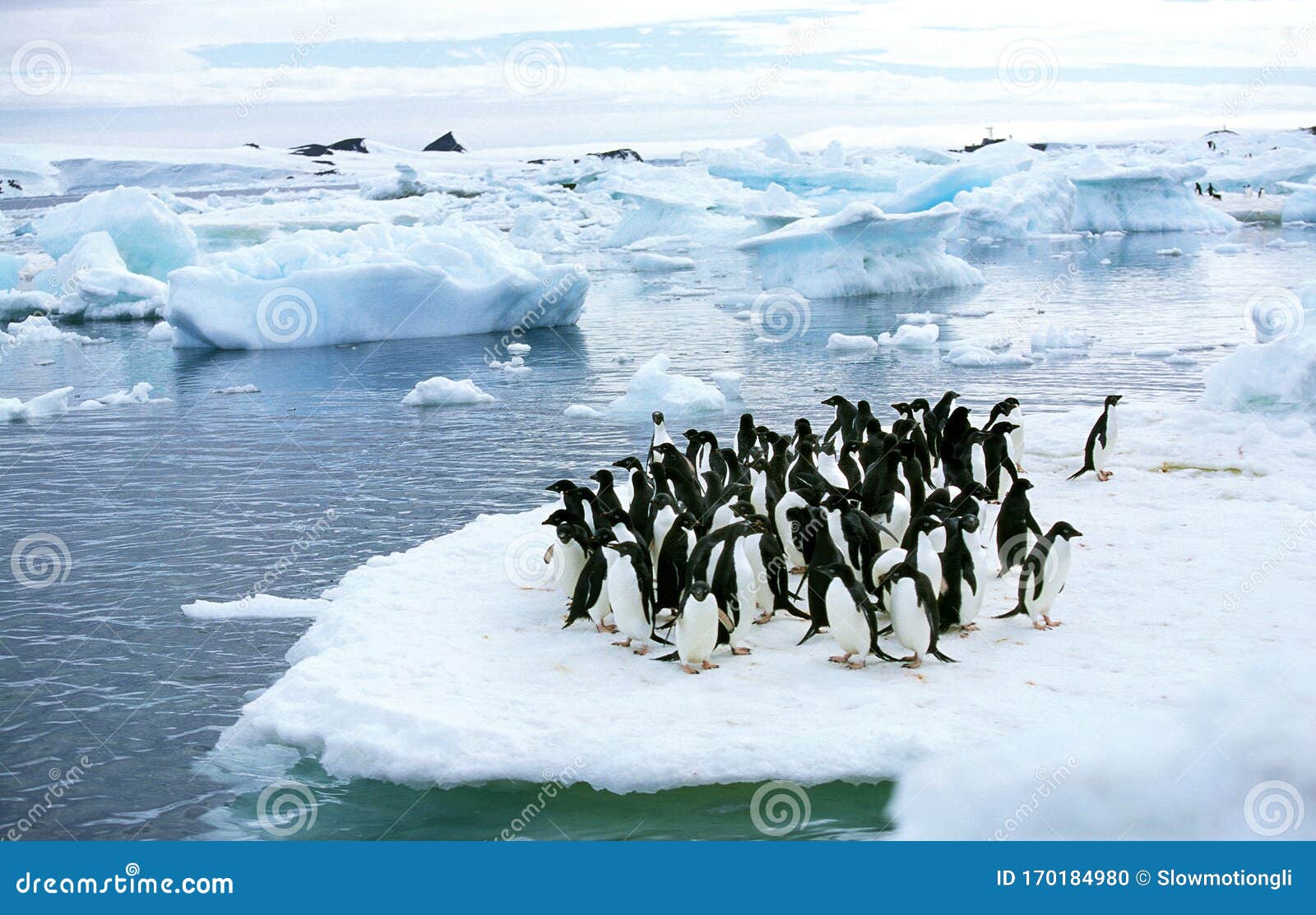 MANCHOT ADELIE Pygoscelis Adeliae Stock Photo - Image of black, full ... MANCHOT ADELIE Pygoscelis Adeliae Stock Photo - Image of black, full ...