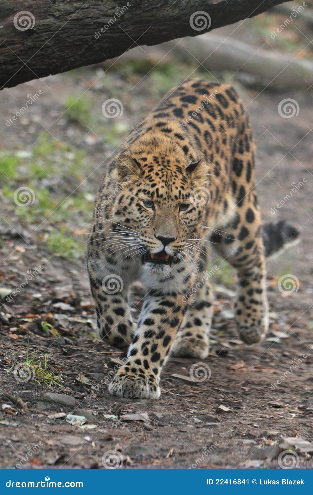 Manchurian leopard stock image. Image of nature, manchurian - 22416841