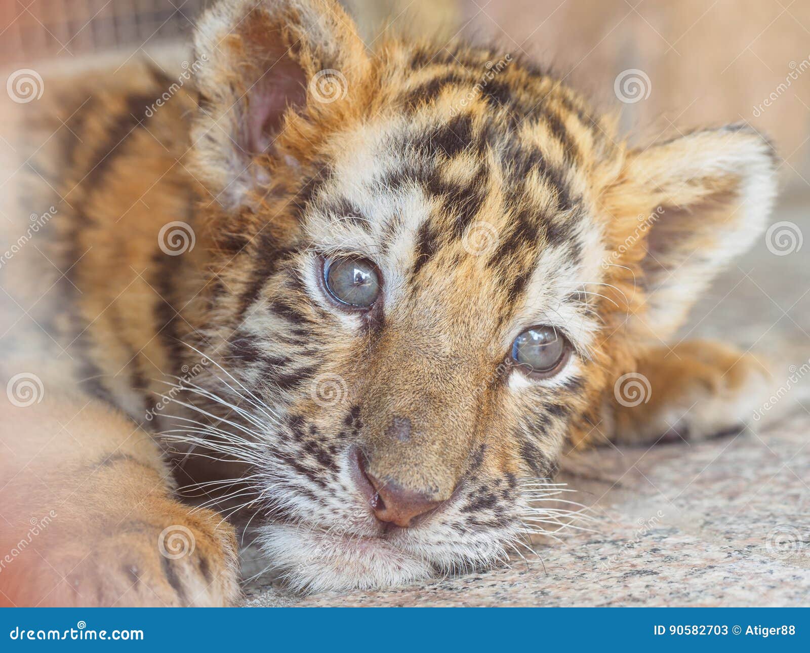Manchurian tiger cub stock image. Image of staring, tigress - 90582703