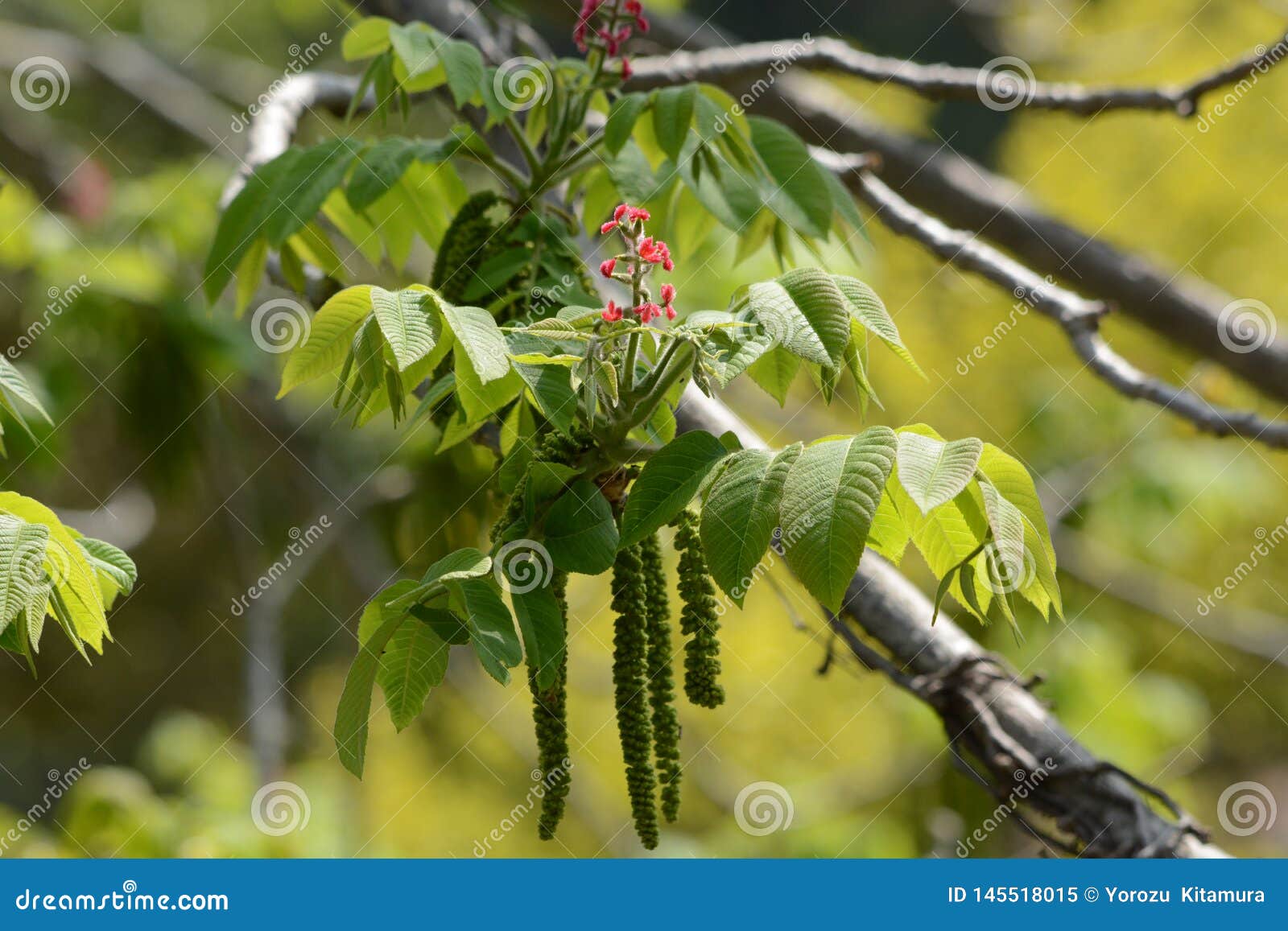 Manchurian walnut flowers stock image. Image of kanagawa - 145518015