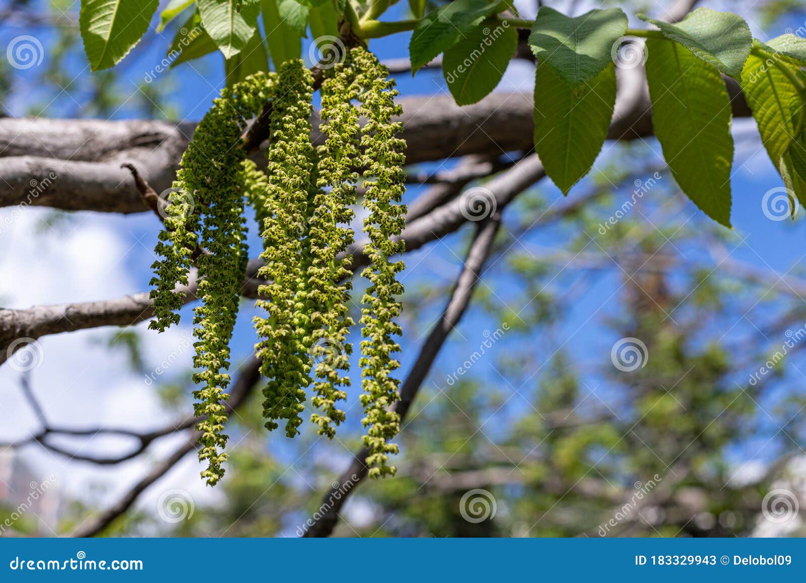 The Manchurian Walnut Tree Blooms in Spring Stock Image - Image of ...