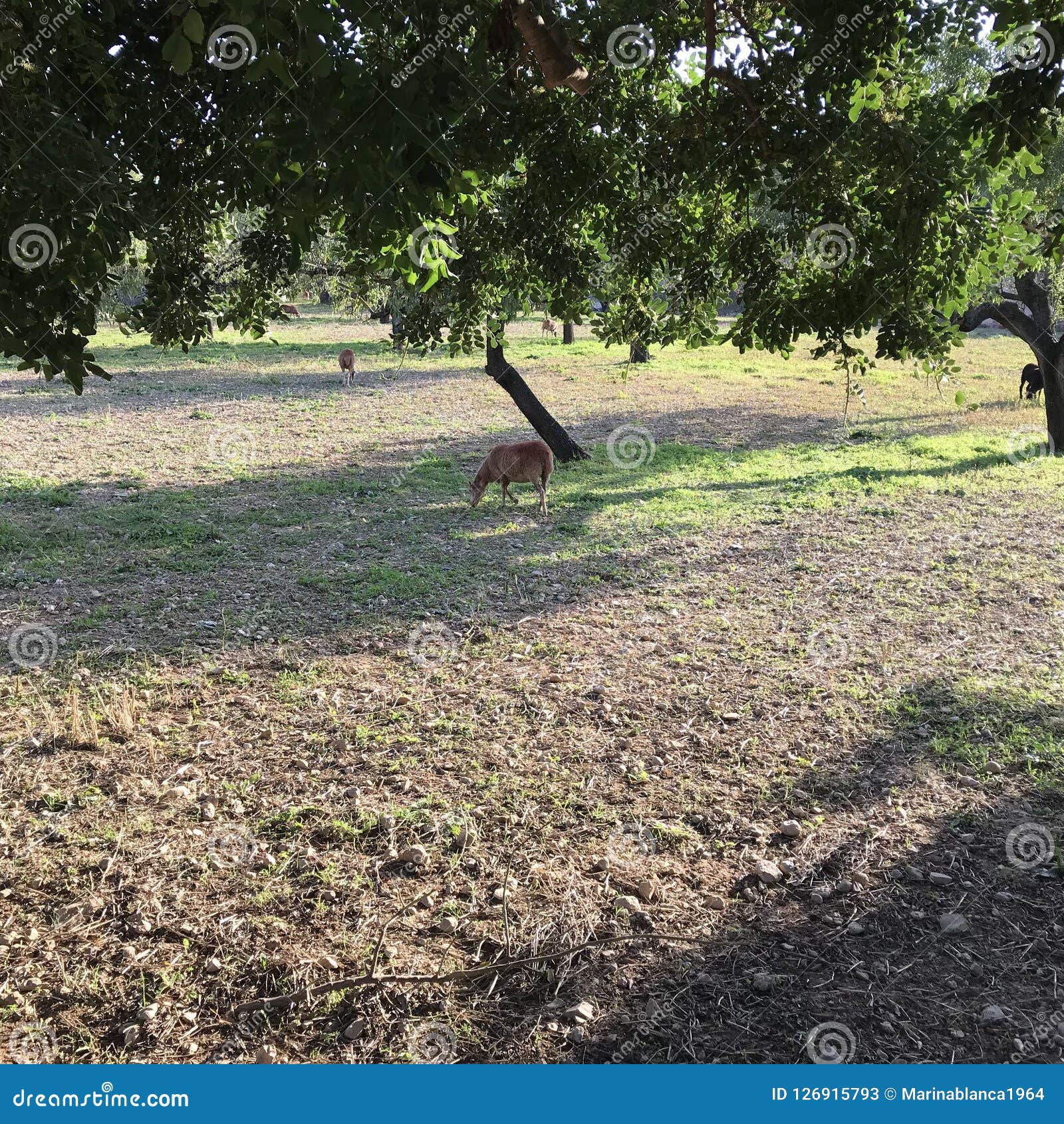 Mancor Stock Photos - Free & Royalty-Free Stock Photos from Dreamstime