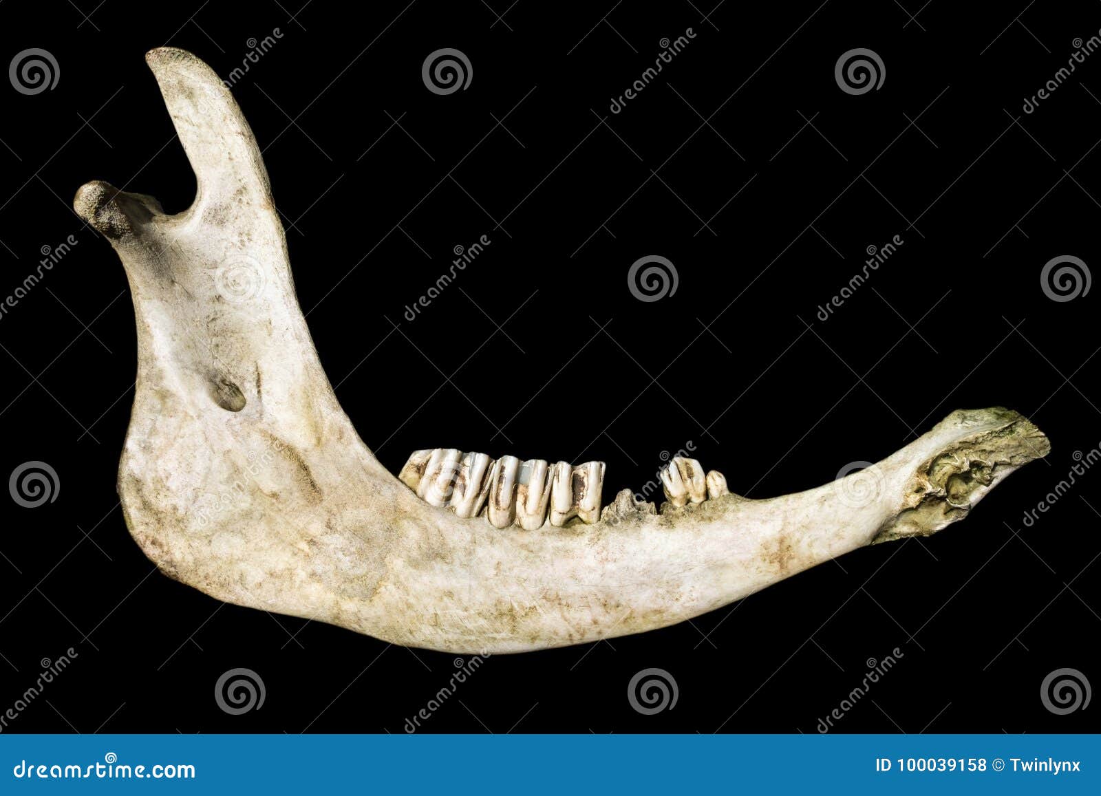 Mandíbula Blanco Del ` S De La Vaca Con Los Dientes Foto de archivo ...