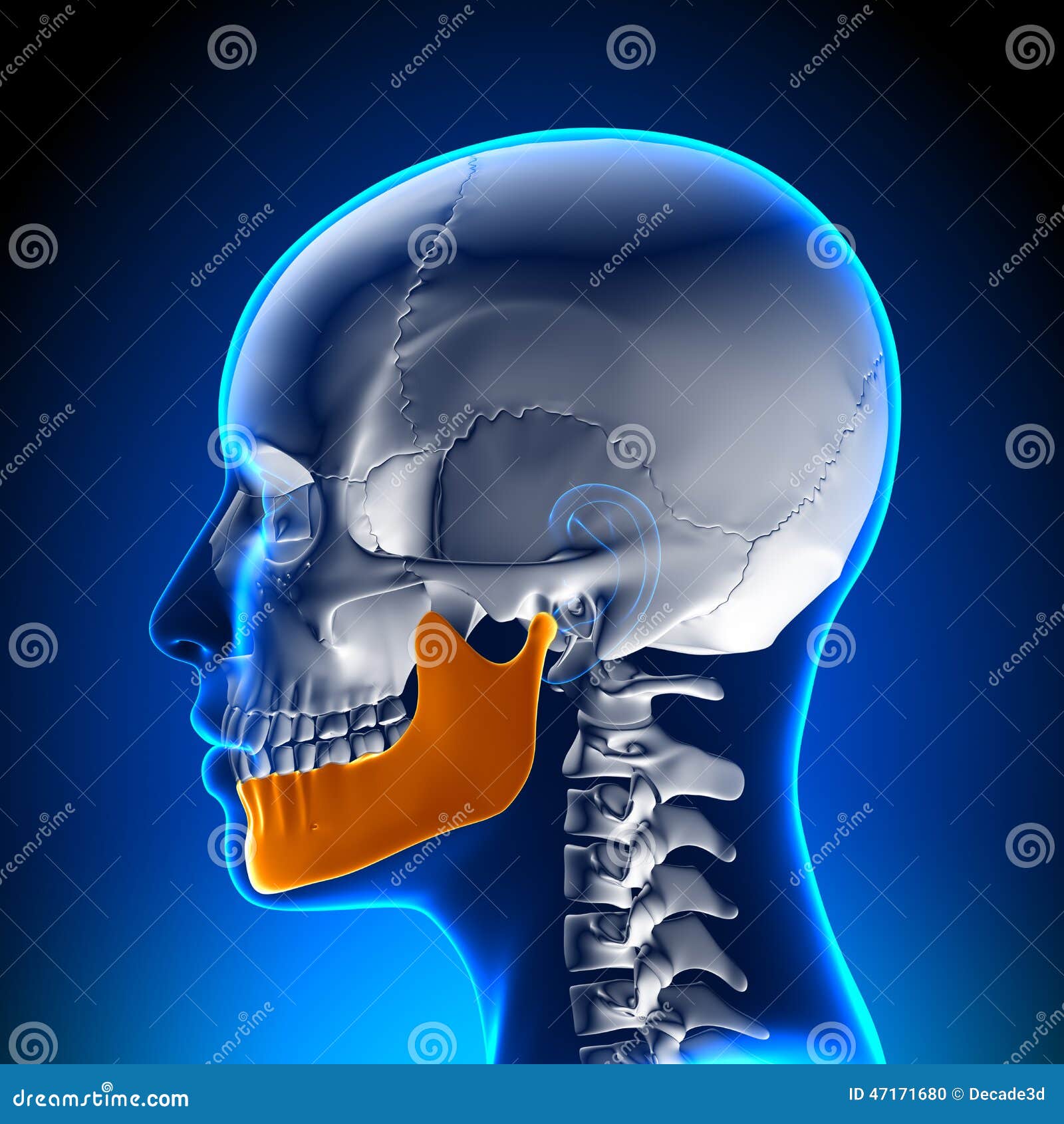 Mandíbula Fêmea - Anatomia Da Maxila Ilustração Stock - Ilustração de ...