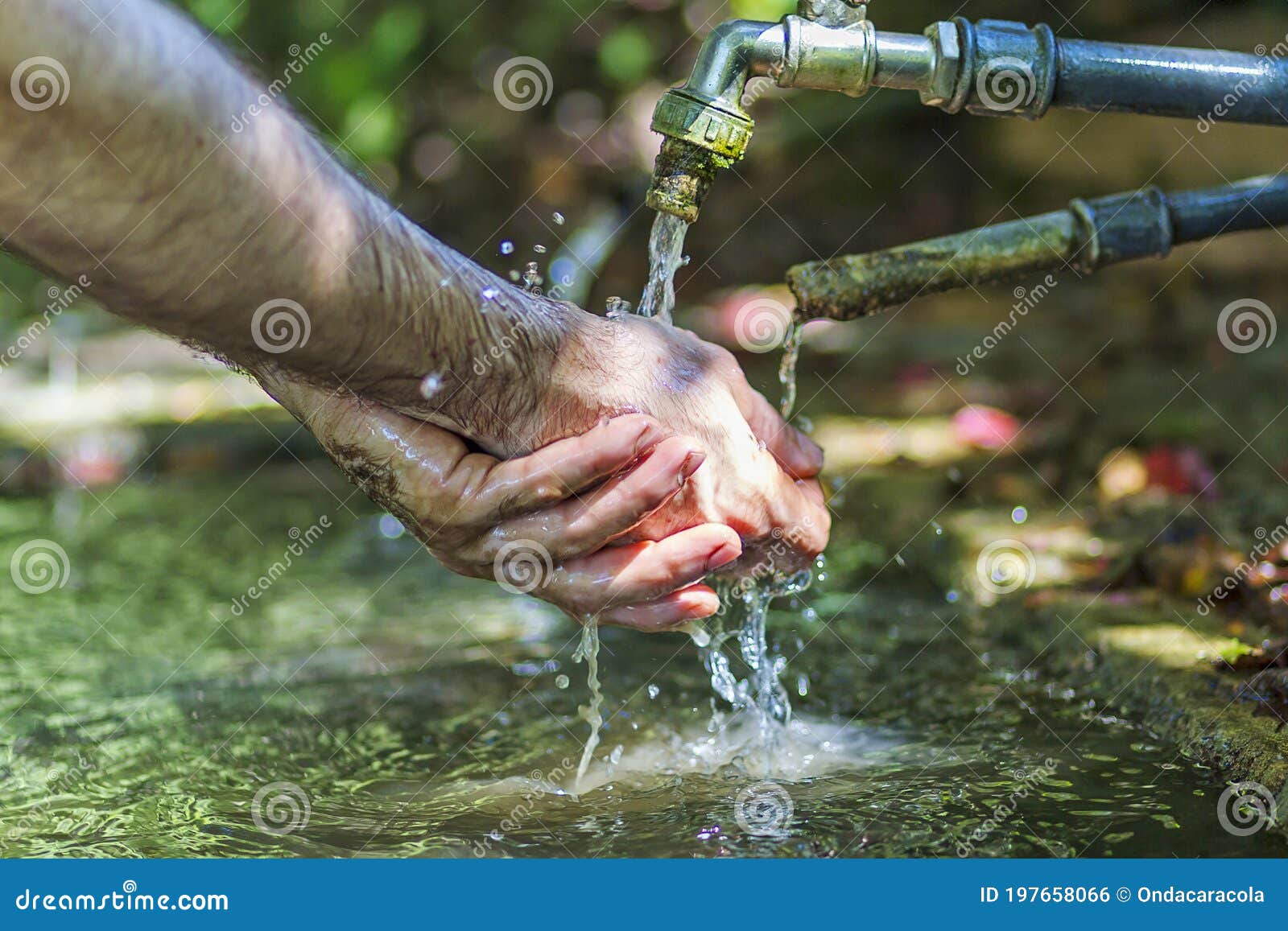 Farmer washing hands stock photo. Image of bacteria - 197658066