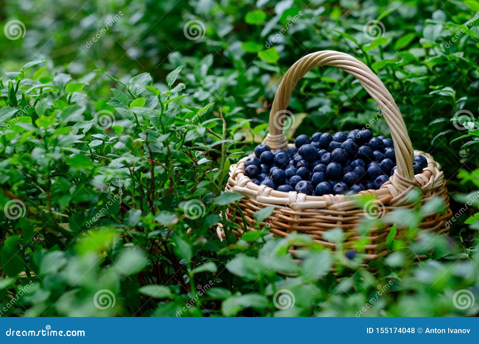 Mand Met Bosbessen Op Struik Van Bosbes in Wild Bos Stock Foto - Image ...