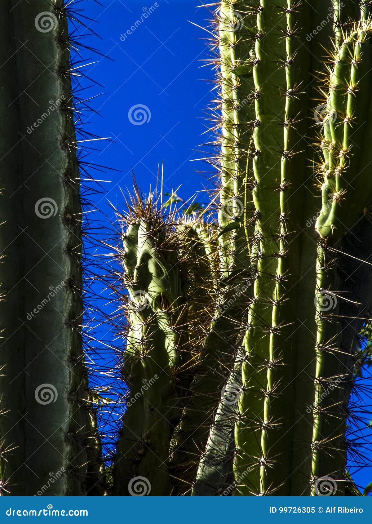 Mandacaru cactus stock image. Image of field, arid, brazil - 99726305