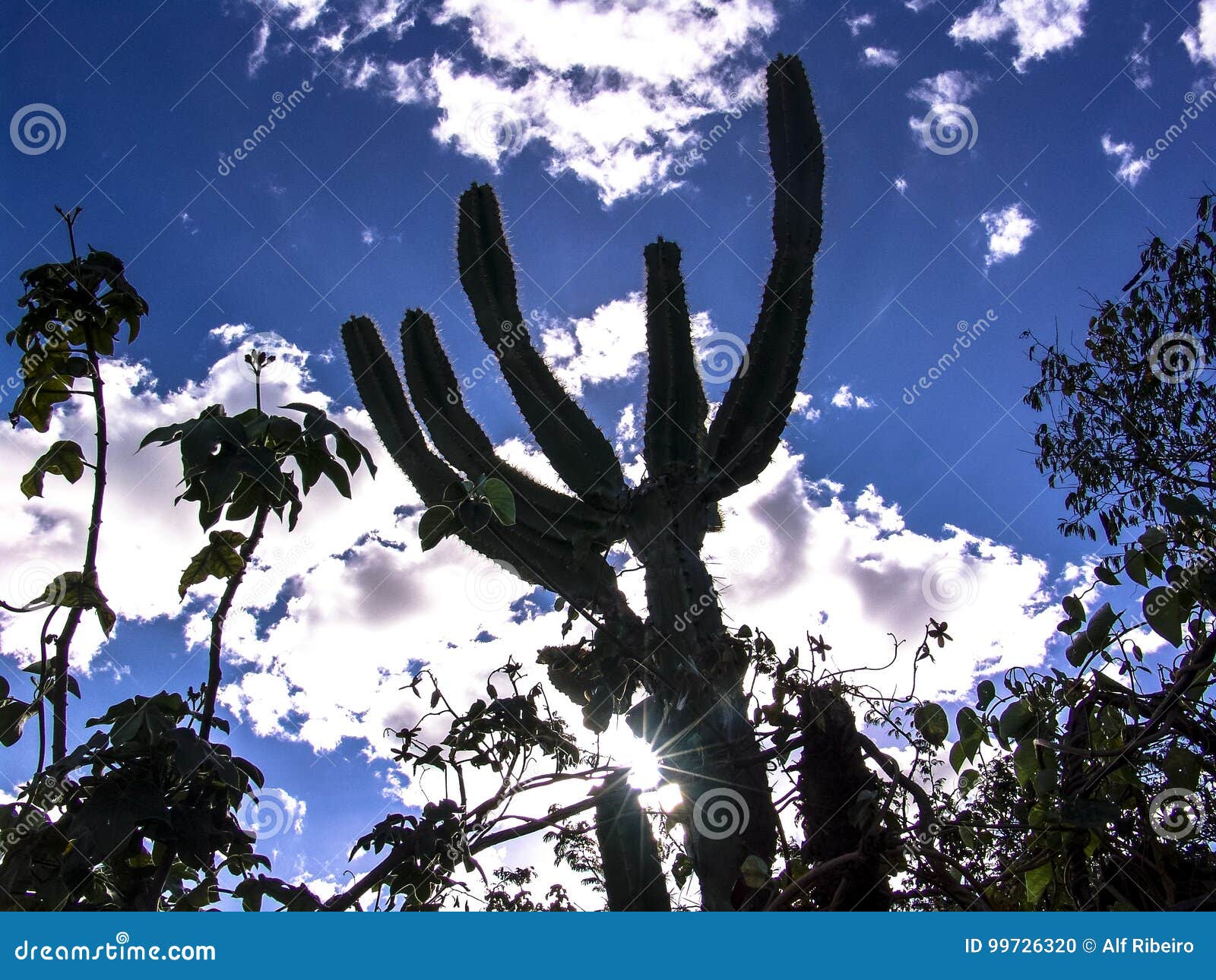 Mandacaru cactus stock photo. Image of sertao, northeast - 99726320