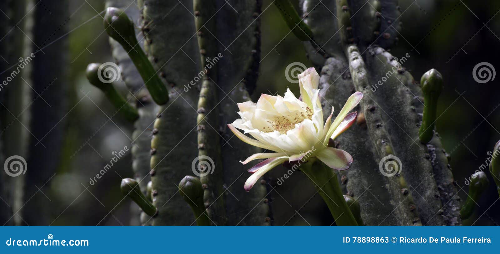 Mandacaru do cacto na flor imagem de stock. Imagem de espinho - 78898863