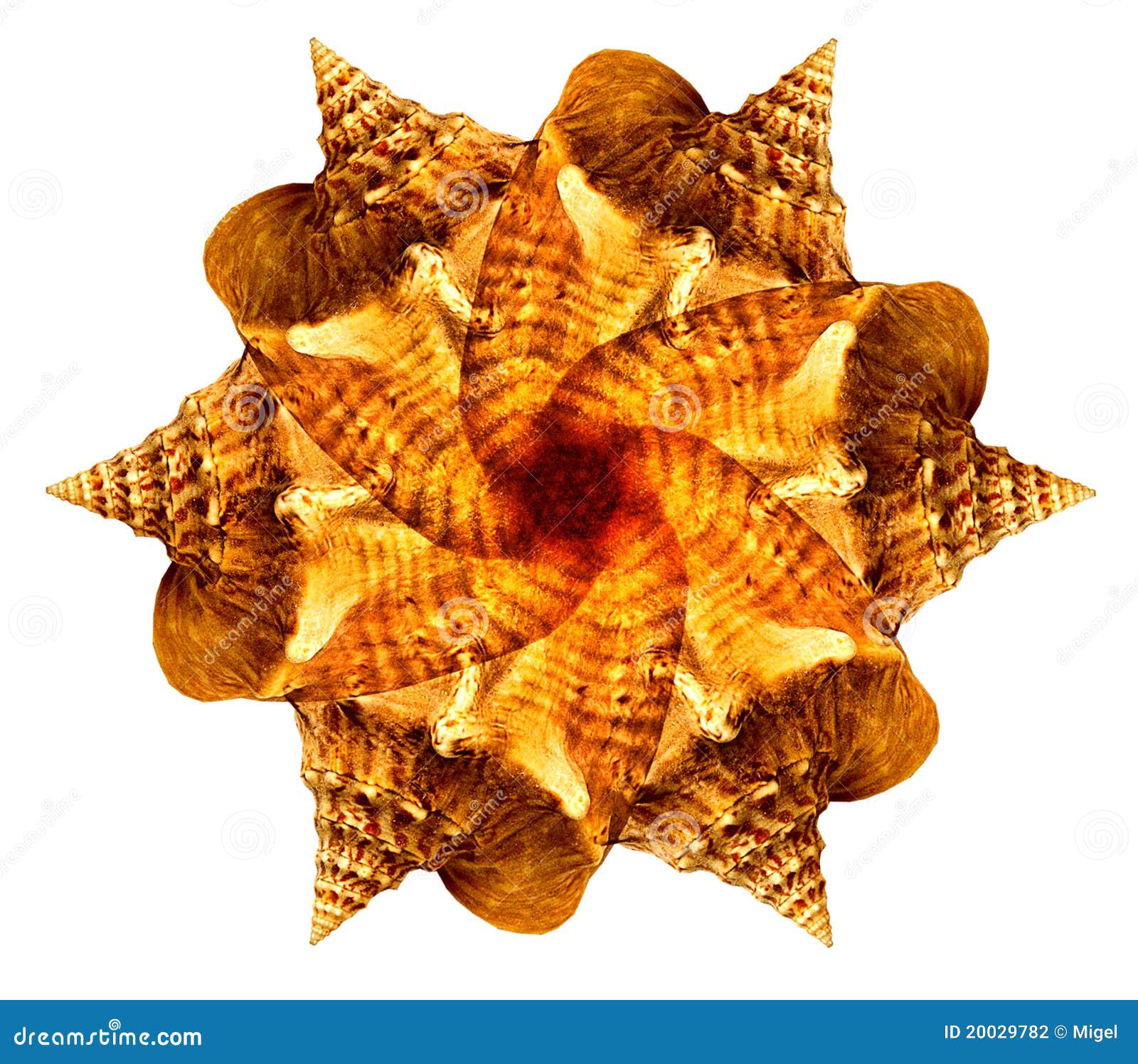 Mandala del shell del mar foto de archivo. Imagen de calabaza - 20029782