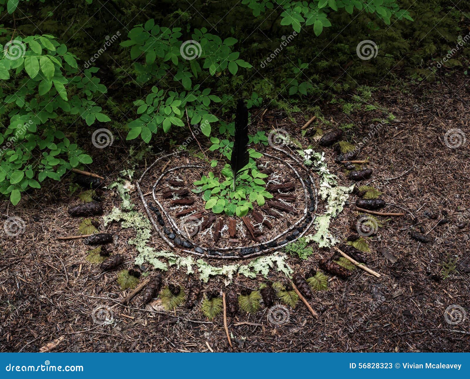Mandala in the forest stock image. Image of symbol, mandala - 56828323