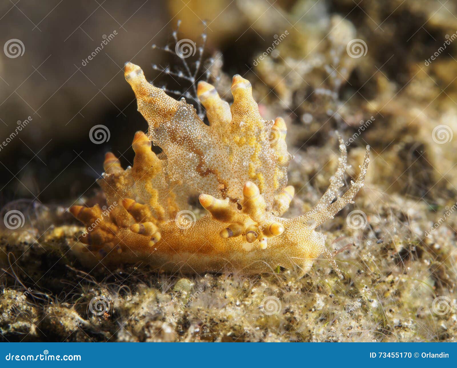 Mandapamensis Eubranchu Stock Photos - Free & Royalty-Free Stock Photos ...