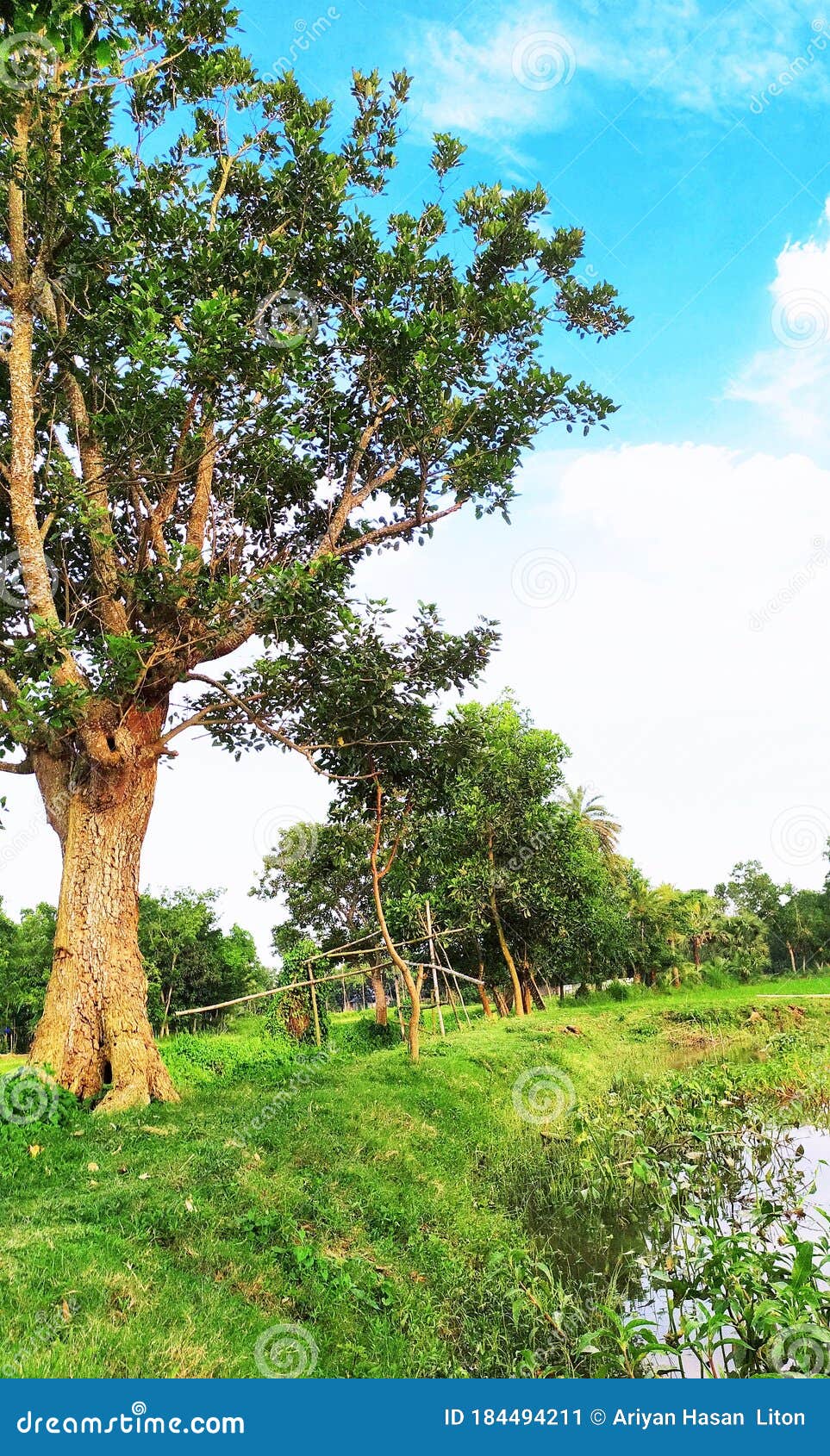 A Mandar Tree stock image. Image of bangladesh, green - 184494211