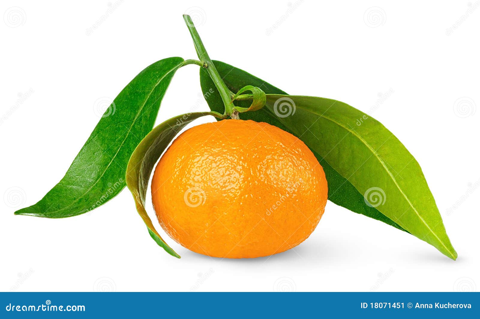 Mandarijn stock afbeelding. Image of mandarijn, vers - 18071451