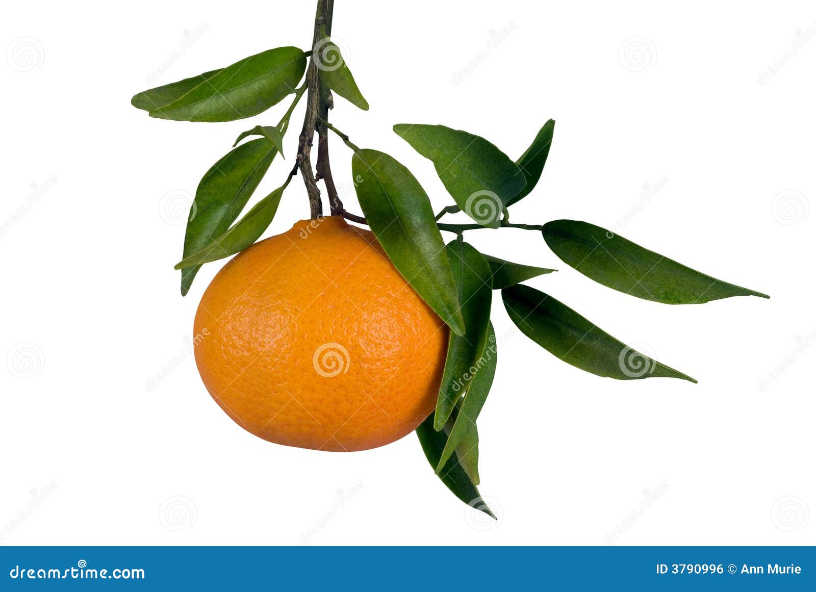 Mandarijn op Boom stock foto. Image of vrucht, vers, niemand - 3790996