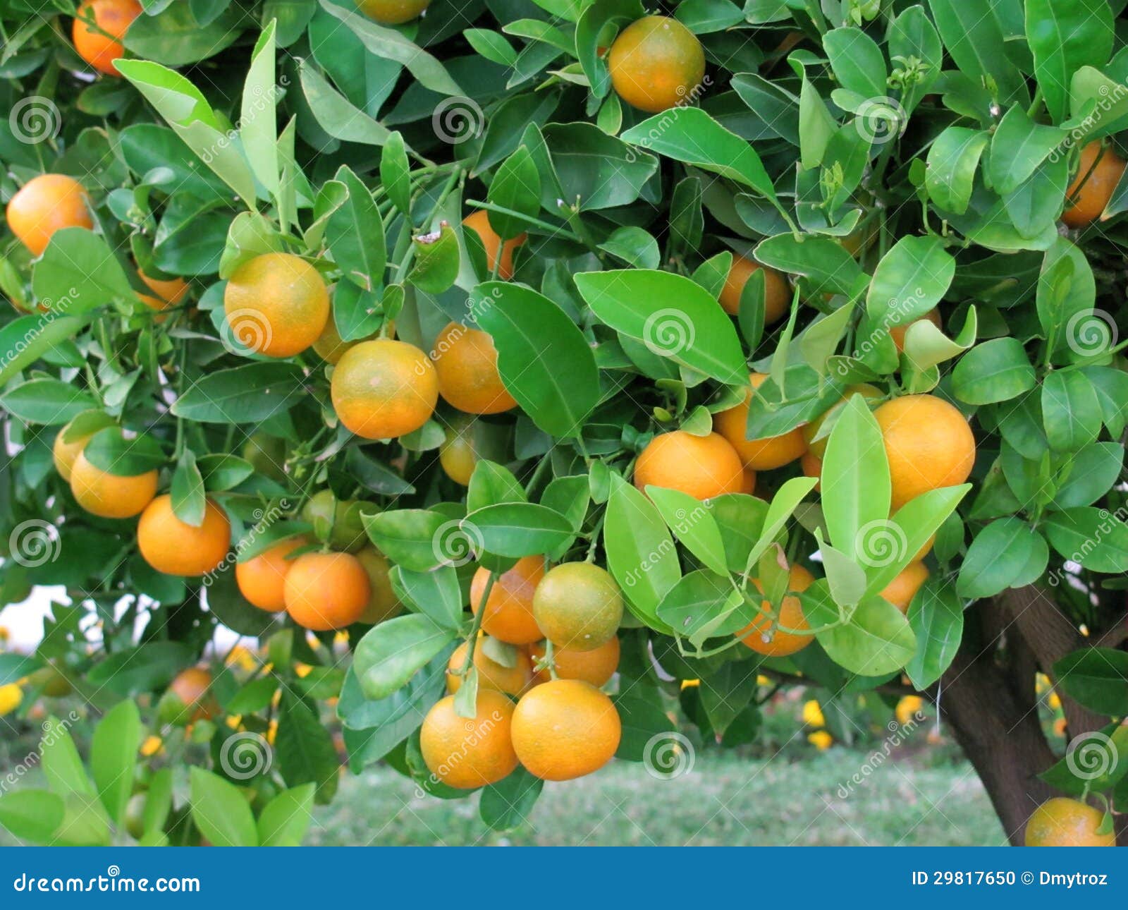 Mandarijnboom stock foto. Image of landbouwbedrijf, bloemen - 29817650