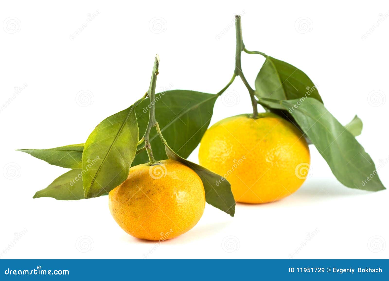 Mandarijnen stock afbeelding. Image of verzuur, achtergrond - 11951729