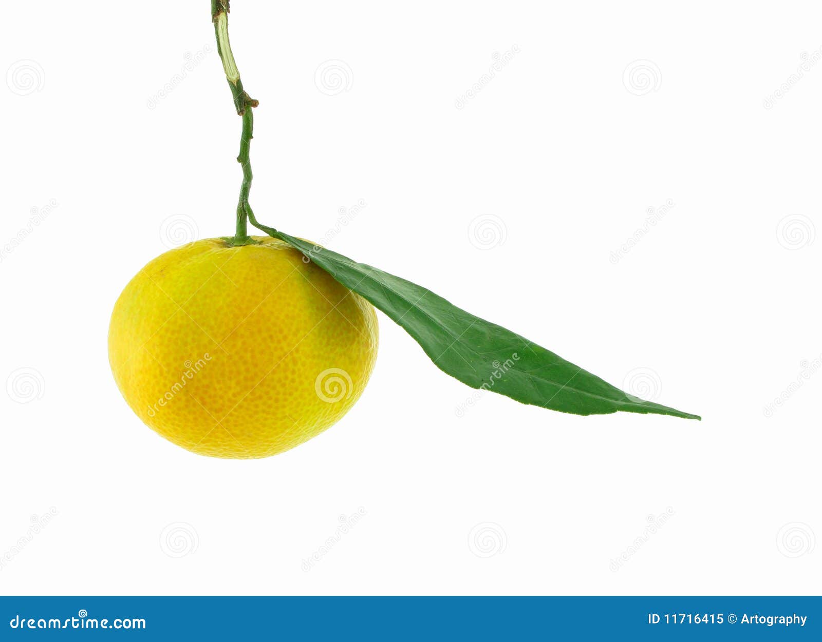 Mandarin stock image. Image of single, stem, fruit, branch - 11716415