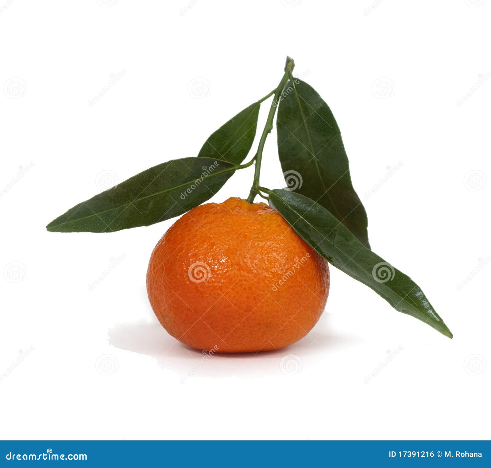 Mandarin stock photo. Image of citrus, nutrition, food - 17391216