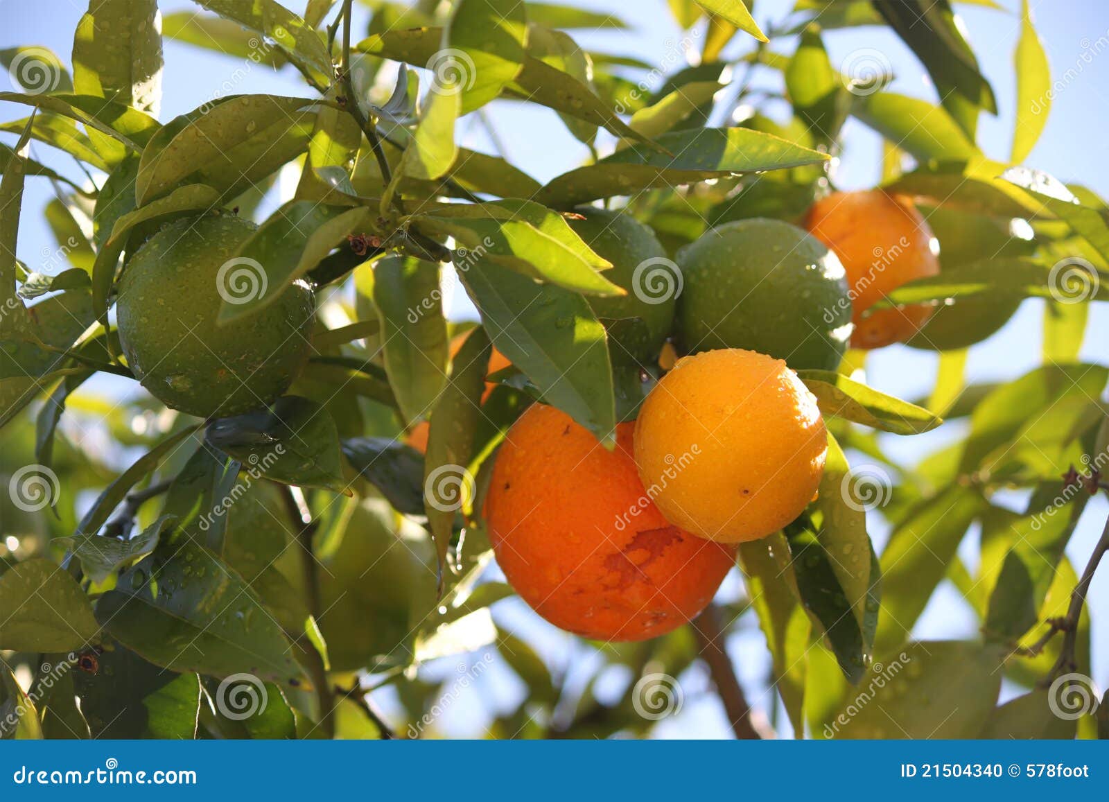Mandarin stock photo. Image of ripe, natural, cultivated - 21504340